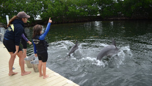 Dolphins Plus :: We swim and play with dolphins in a natural lagoon ...